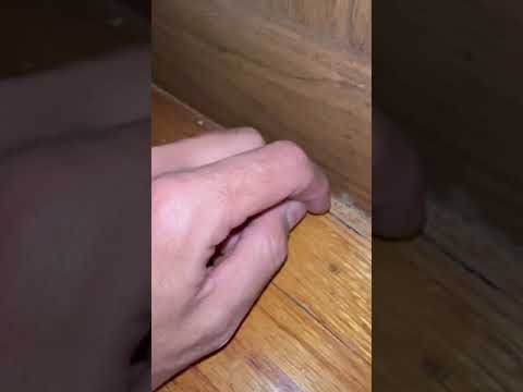 Fuse Foam for Termites
