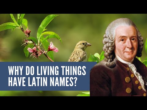 Why do living things have Latin names?
