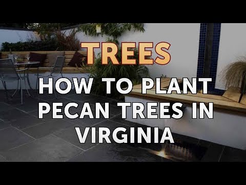 How to Plant Pecan Trees in Virginia