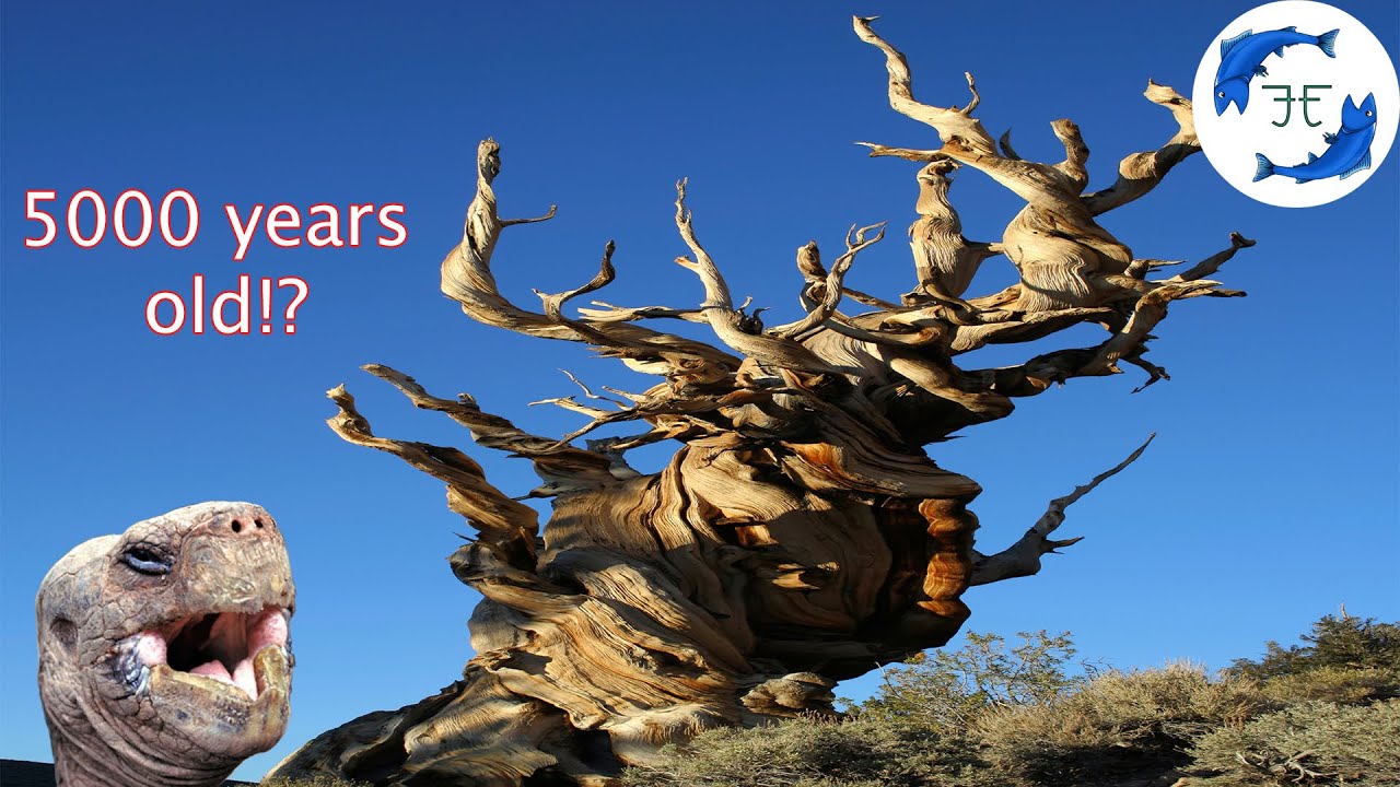 15 Oldest Living Things on Earth