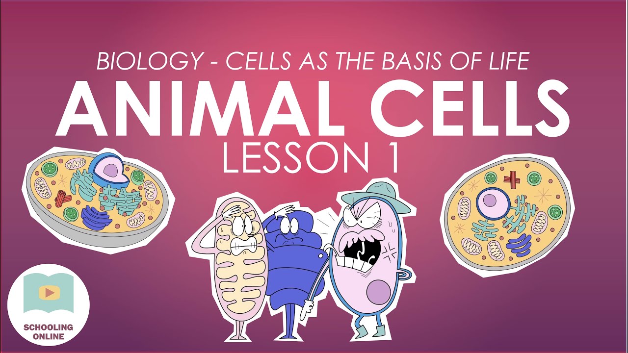 Animal Cells Lesson 1 (Cell Structure & Function | Biology)