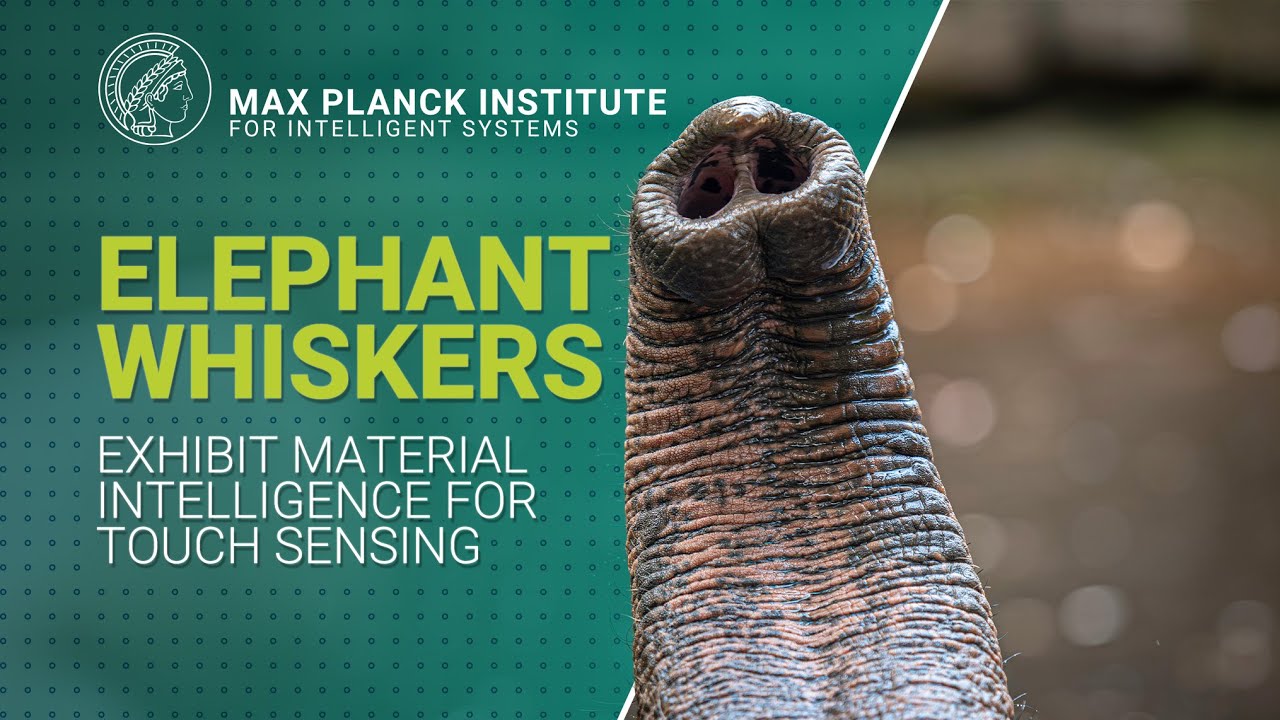 Elephant whiskers exhibit material intelligence for touch sensing