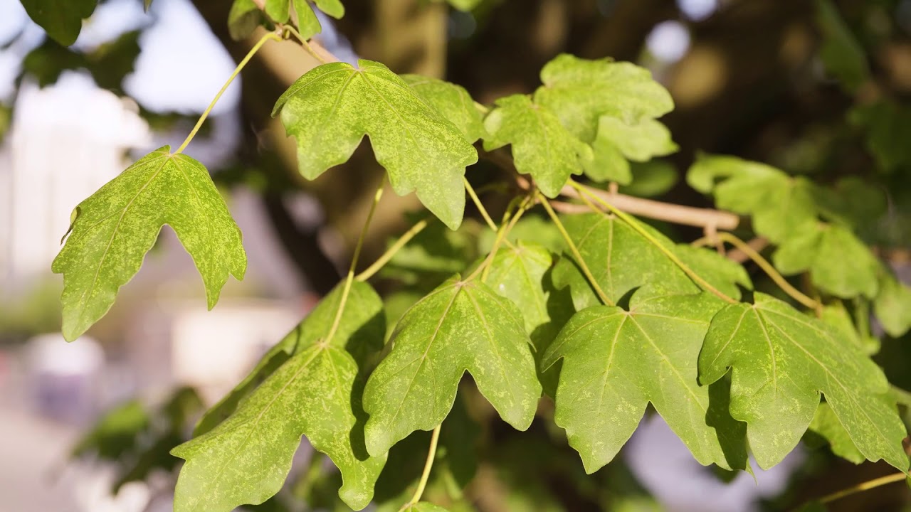 Acer campestre - Hedge Maple, Field Maple
