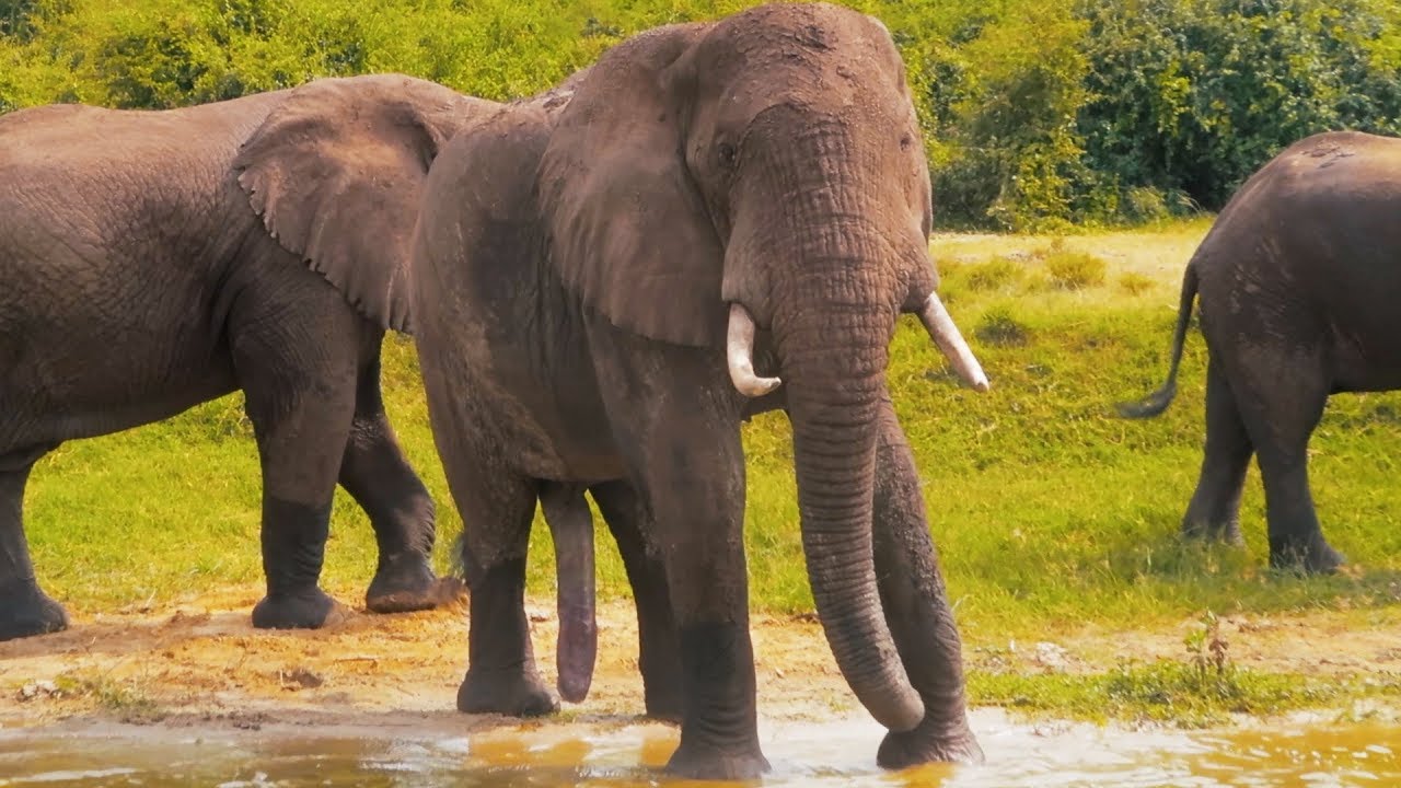 ELEPHANT WITH 5 LEGS?!