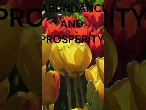 The Secret Meaning of Tulips