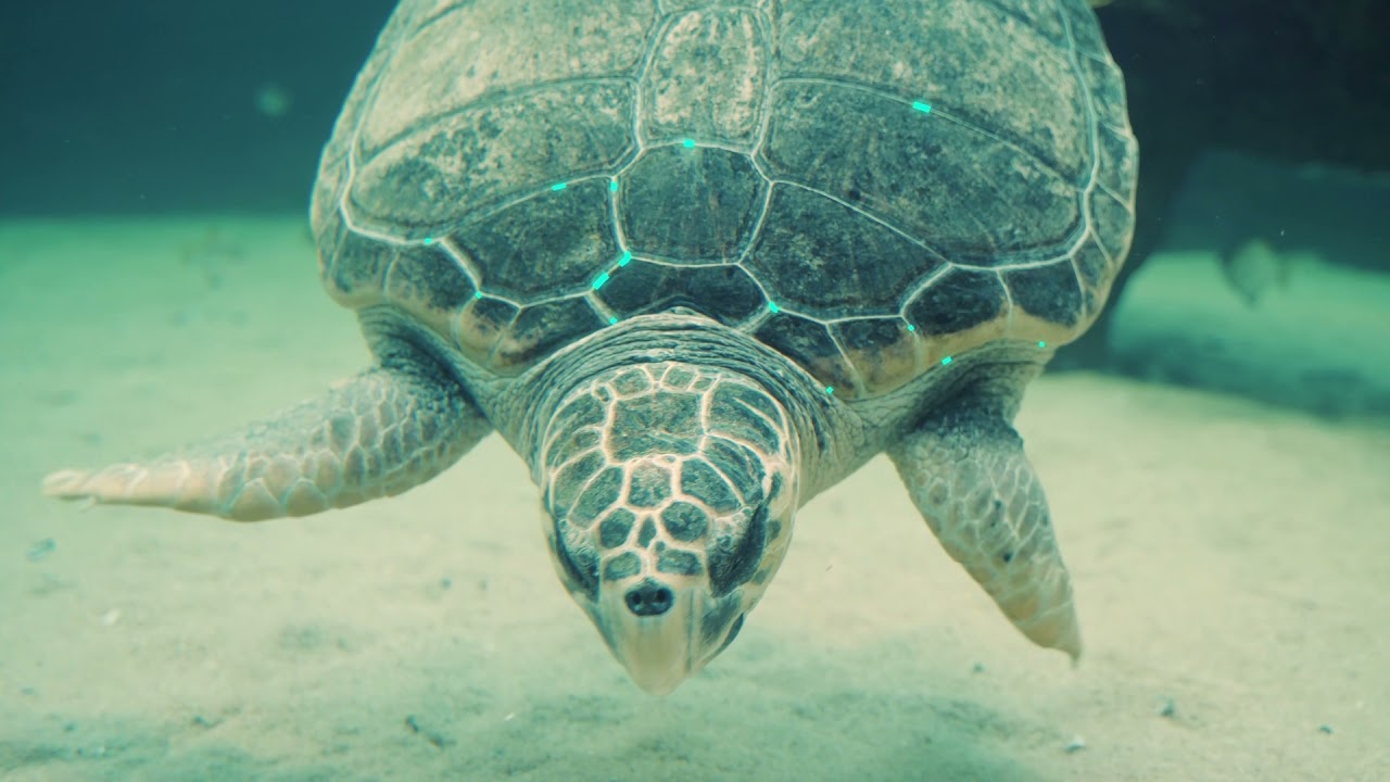 Computational Bionic Design