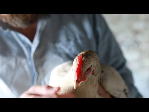 The Intro to Our Introduction to Poultry Keeping Course