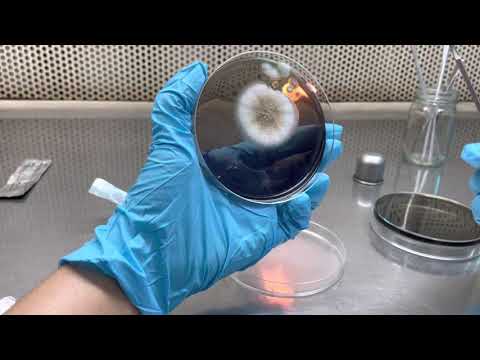Fungi transfer on Agar (subculture)