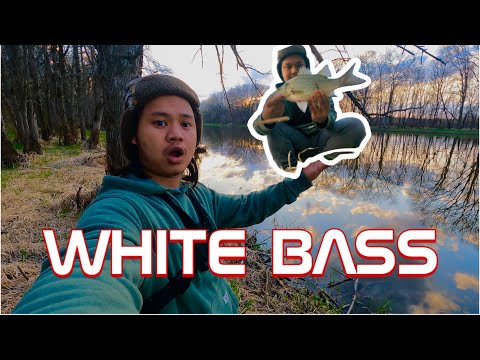 WHITE BASS FISHING X CAMPING 06/20/25