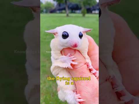 Secrets of the Flying Squirrel????️???? #shorts #flyingsquirrel #animals