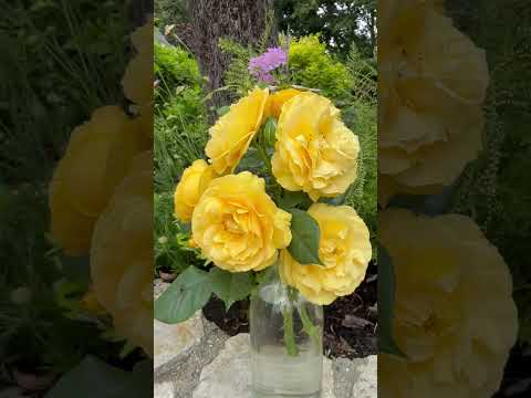 Watch my personal growing review of Rose’ absolutely fabulous’(Julia child) now #gardenerben