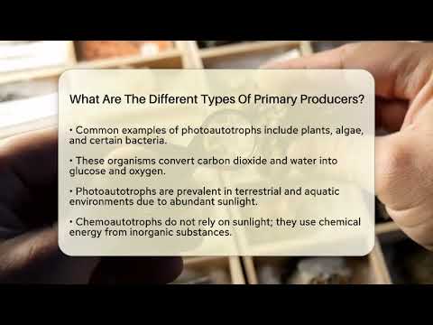 What Are The Different Types Of Primary Producers? - Earth Science Answers