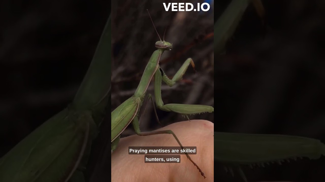 Mantis Mania: Unveiling Praying Mantis Wonders