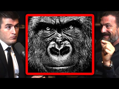 Andrew Huberman on male dominance hierarchies | Lex Fridman Podcast Clips
