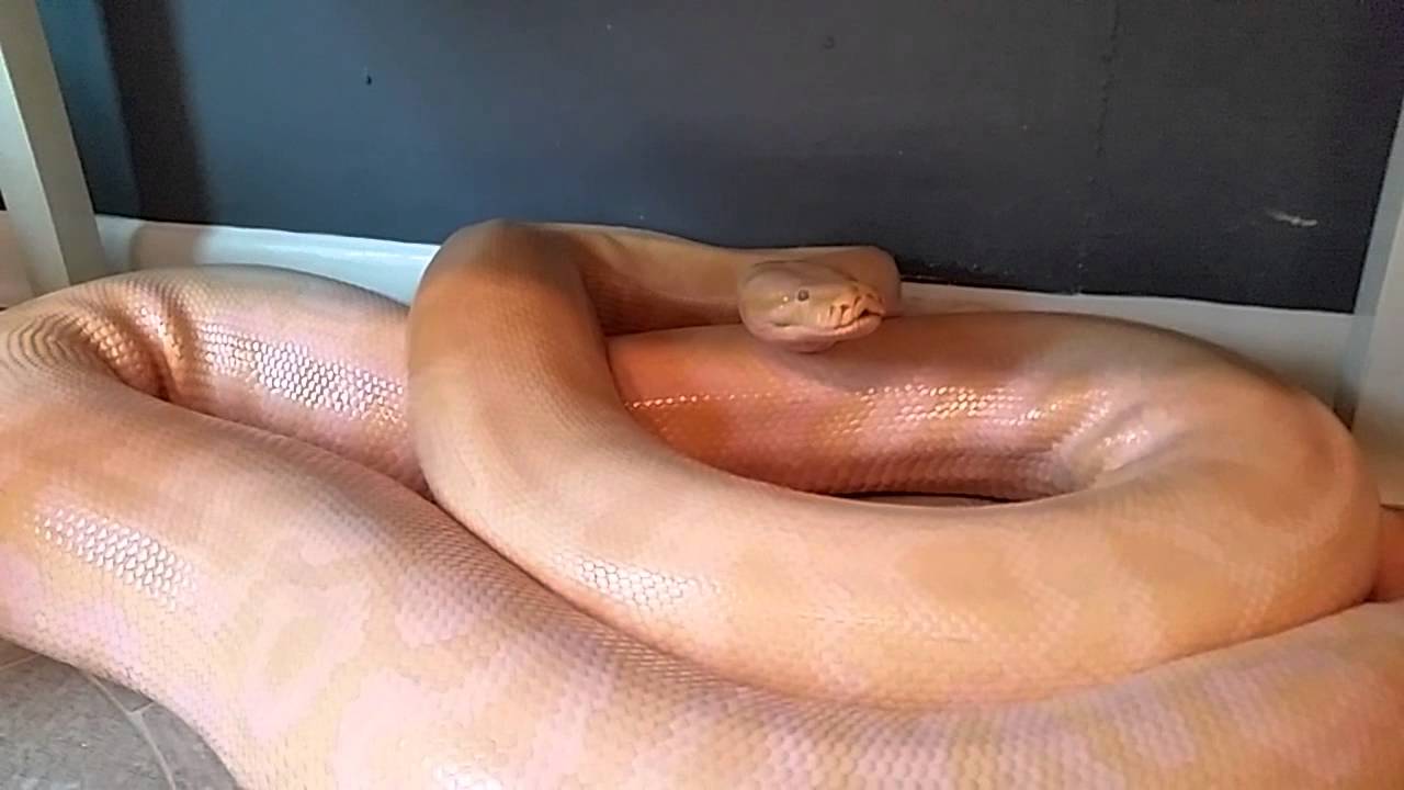 Friendly Burmese Python