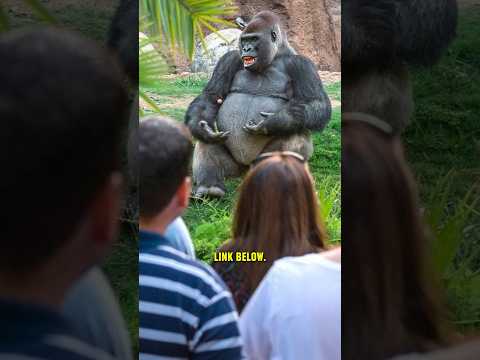 Gorilla speaks? Experts shocked! ???? #shorts