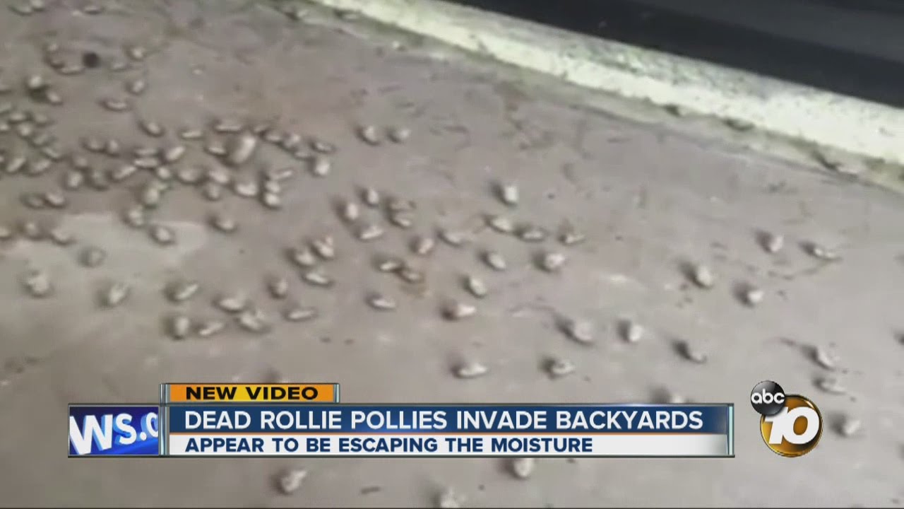 Dead rollie pollies invade backyards