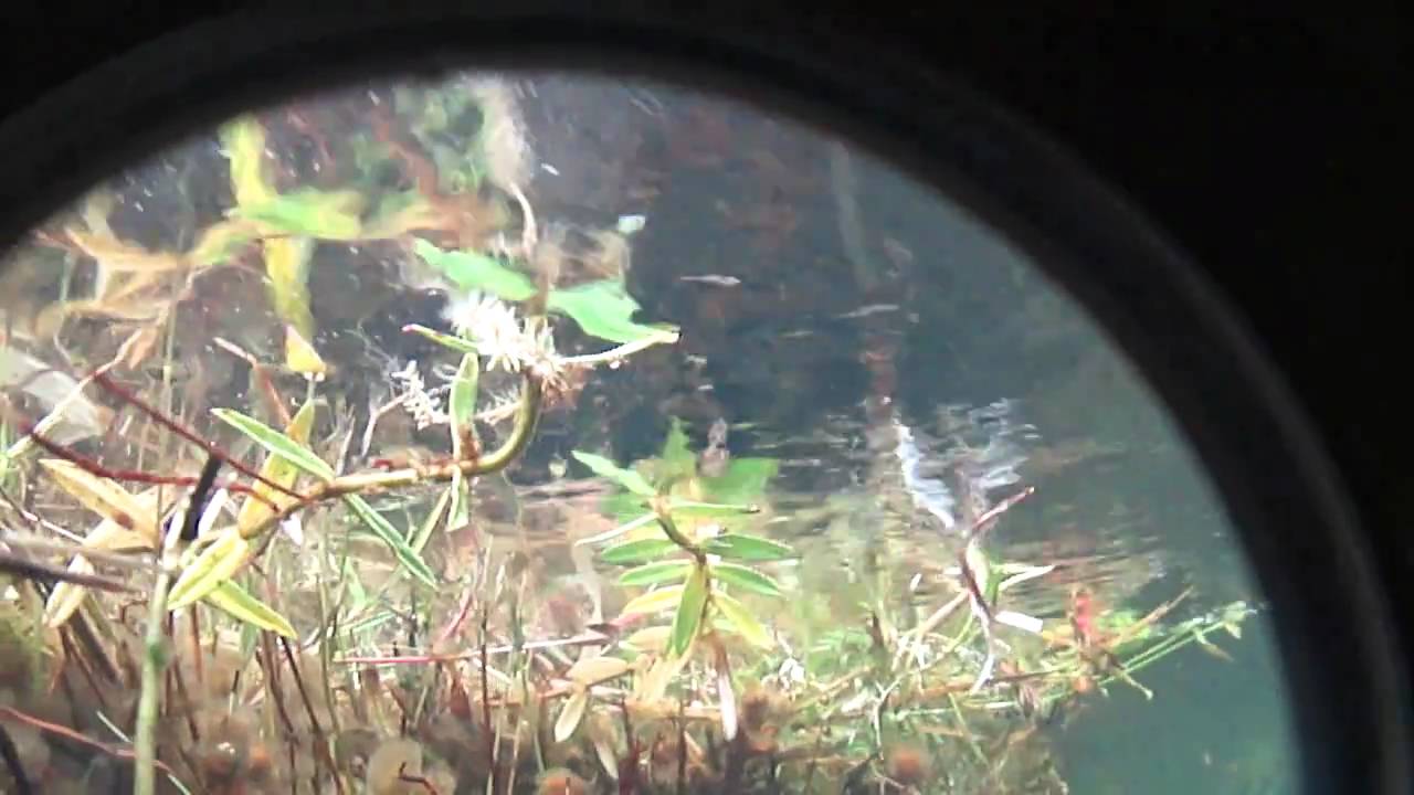 Morichal de Morganito, Venezuela – BAP