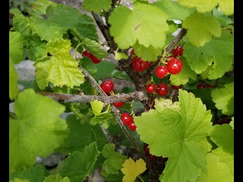 Virtual Wild Edible Series: Red Currant Yogurt Cakes with Naturalist, Mary Bulger!