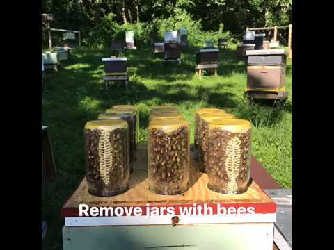 Mason jar beehive Honeybees in a mason jar