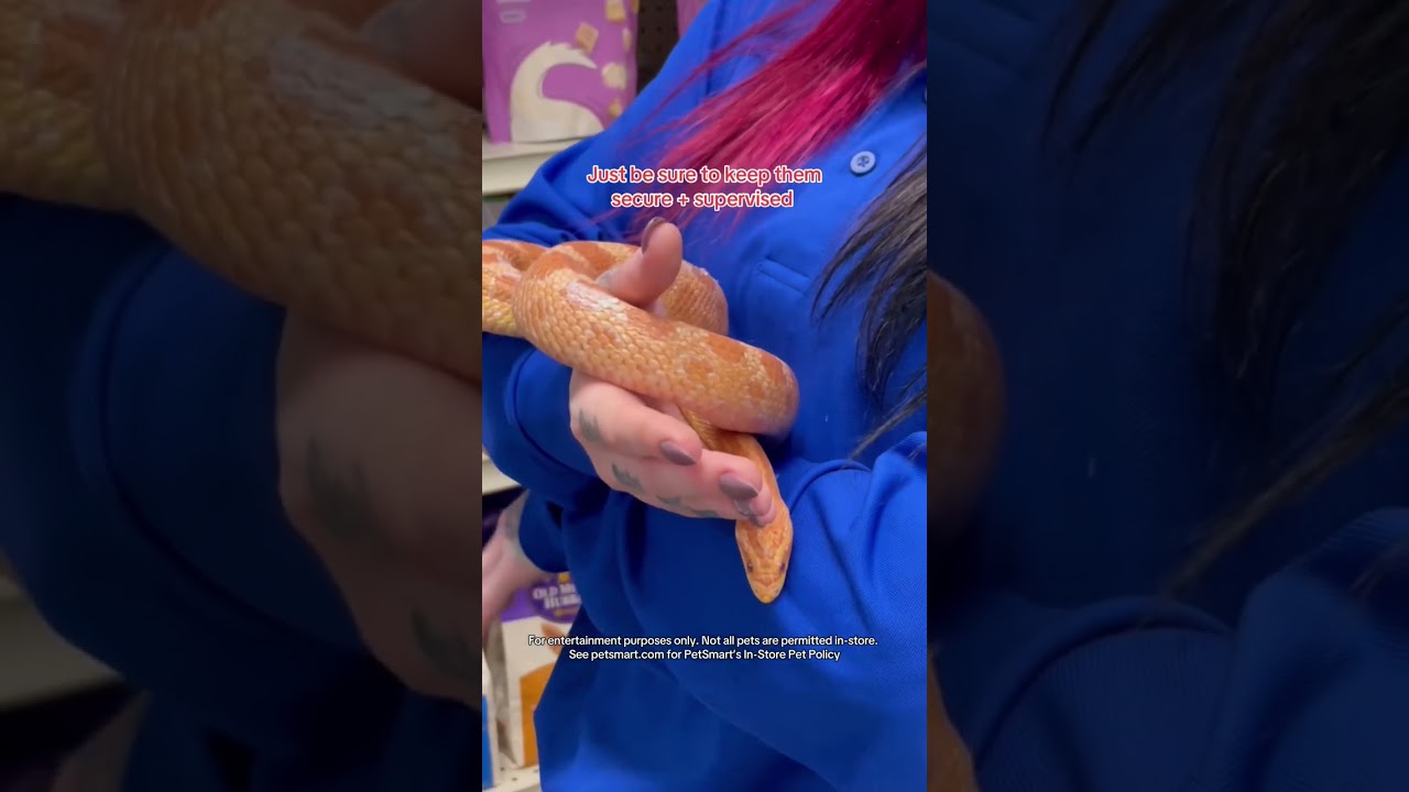Reptiles are welcome at PetSmart! 🐍 Just keep them secure + supervised. #PetSmart