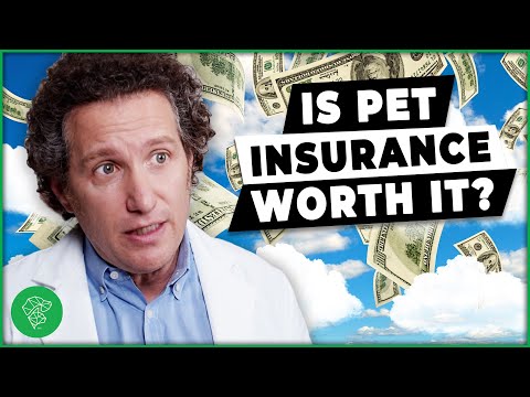 Is Pet Insurance Worth It? Advice From A Veterinarian