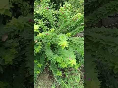 Bougainvillea Plant - Wholesale Price & Mandi Rate for Paper Flower ...