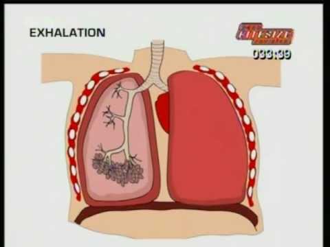 GCSE BBC Science Bitesize - Breathing