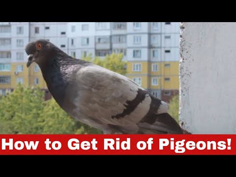 Say Goodbye: How to Get Rid of Pigeons Now!