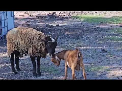 #goat #ram friendly itch