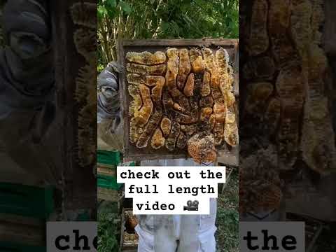 A Look Inside An Abandoned Beehive