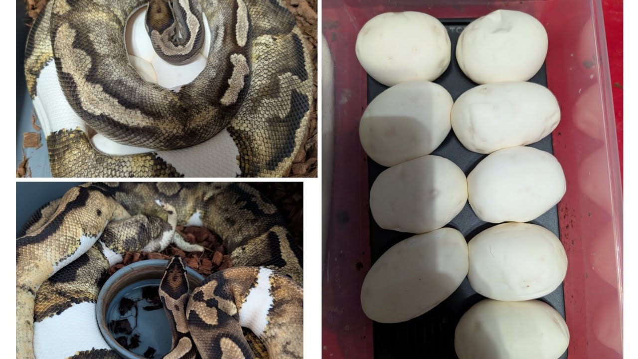 The ball python of my dreams, egg cutting. #ballpython #clutch #reptiles #eggcutting #snake #eggs
