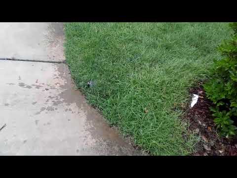 New Hunter mp 1000 rotator nozzles installed on sprinkler heads in my yard