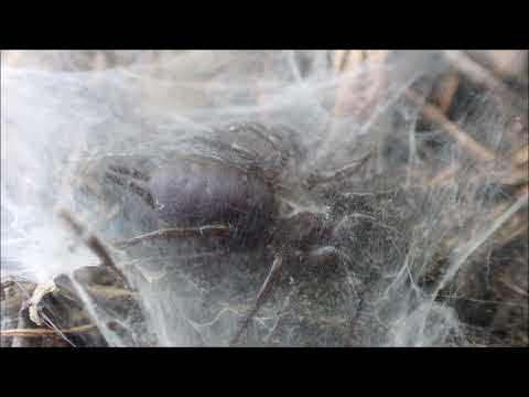 Spaanse stierspin/Spanish Funnel web Spider (Macrothele calpeiana)