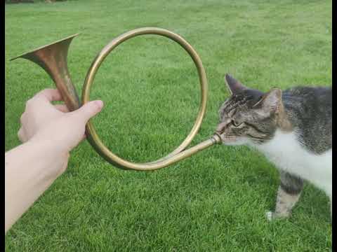 Steam Community :: Video :: trumpet cat