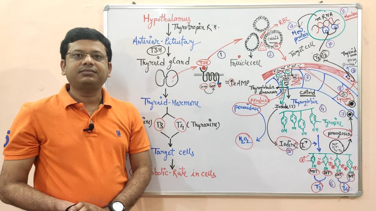 Endocrine Gland (Part 12) = Thyroid Gland | Introduction and Synthesis of T3 and T4 Hormone Types