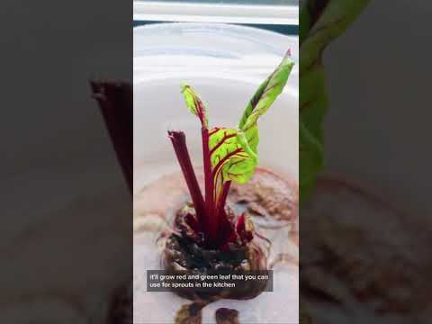 Cara Menanam Bit… tapi jangan makan bit terlalu banyak karena akan mengubah p…..tidak usah dipikirkan #howtowithjessie