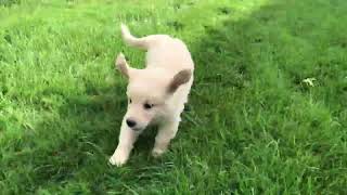 Digger - My Golden Retriever Puppies