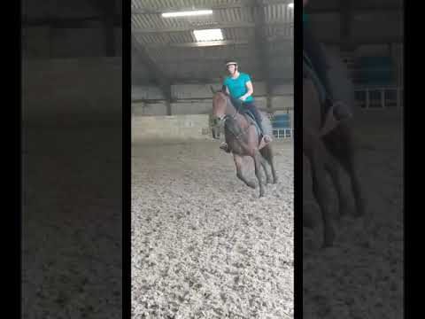 Treaties - TB Mare for Full Loan