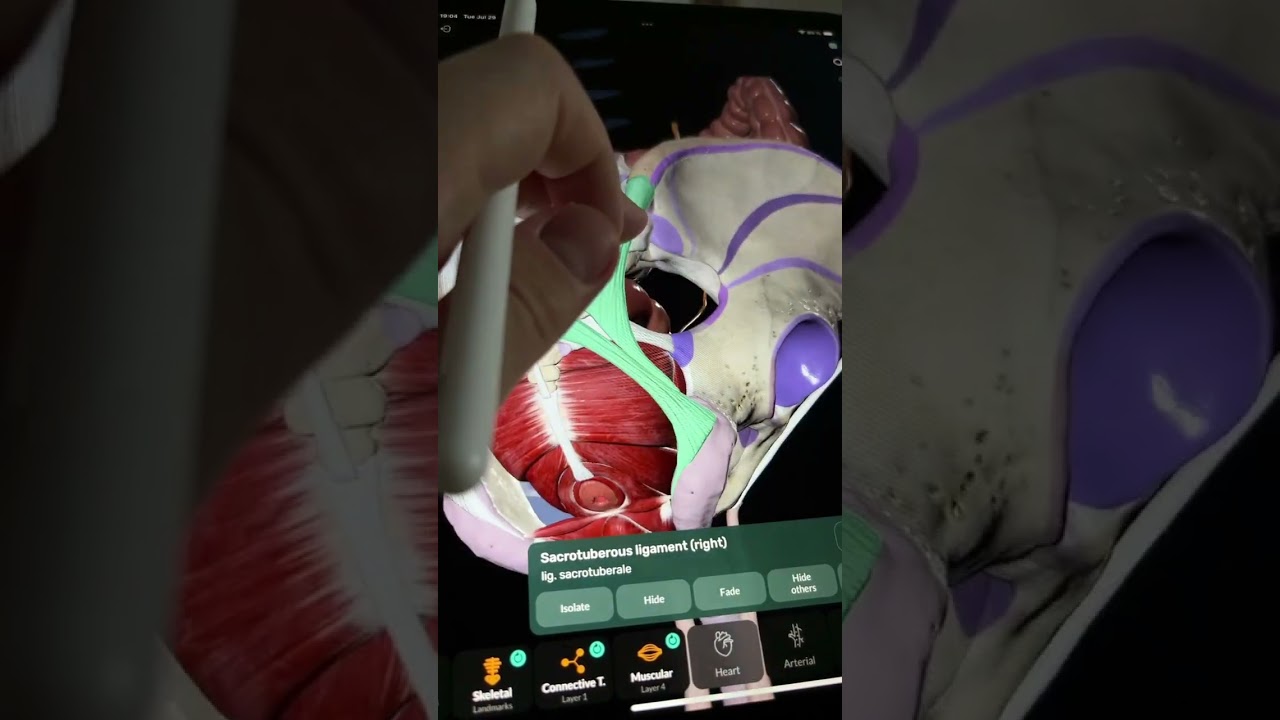 @easyanatomyappen Easy Anatomy App - Learn Anatomy Easy