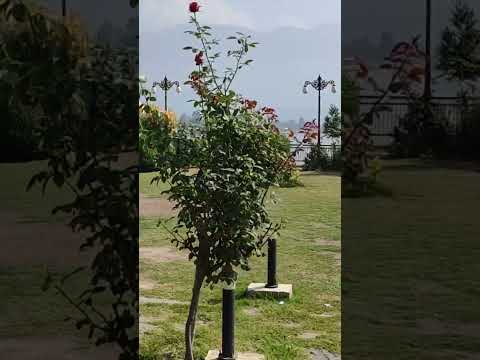 Nehru Garden Dal Lake, Srinagar