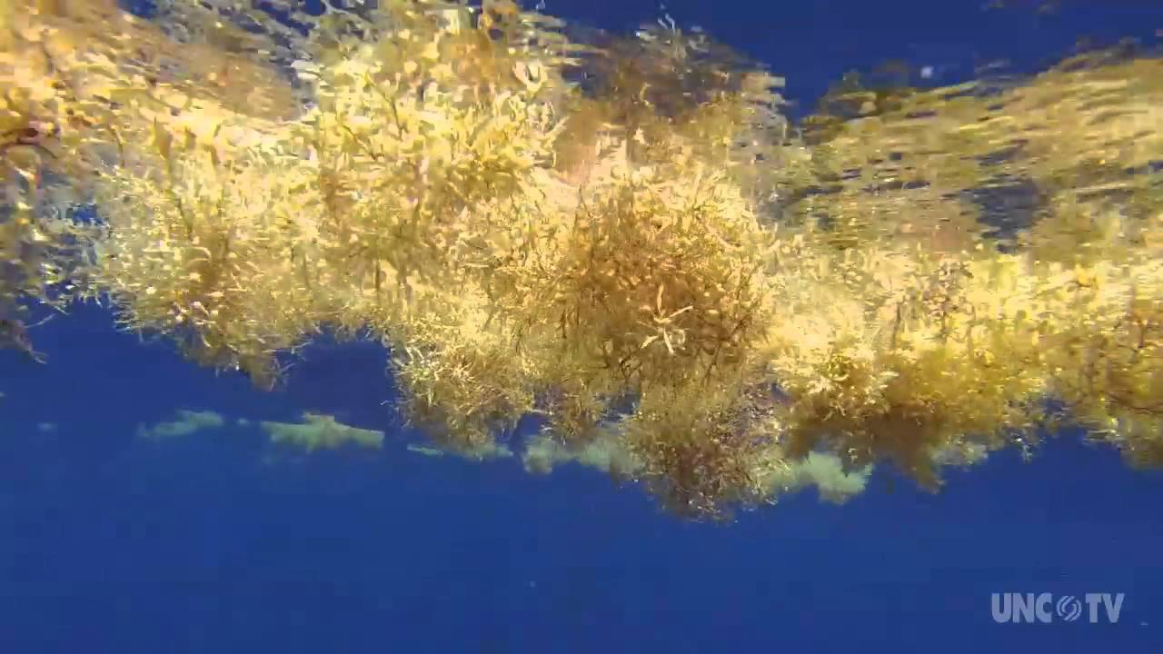 What is that reddish brown seaweed that washes up on the beach? | Sci NC
