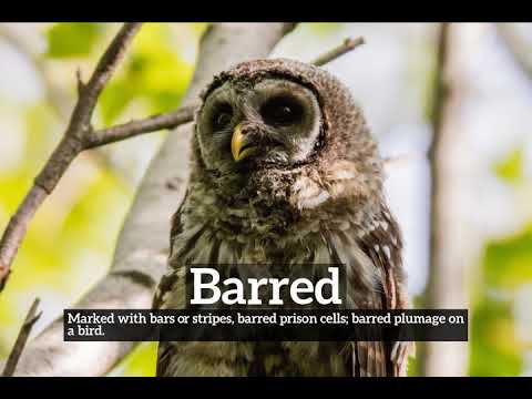 How to Say Barred in English? | What is Barred? | How Does Barred Look?