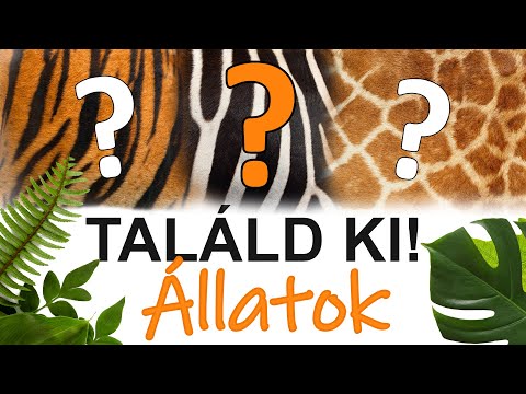 Találd ki az állatot! - kvíz