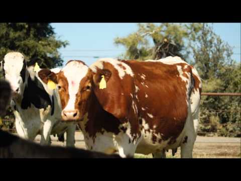 Pictures of Procross cows (Montbeliarde x Swedish Red X Holstein crosses)