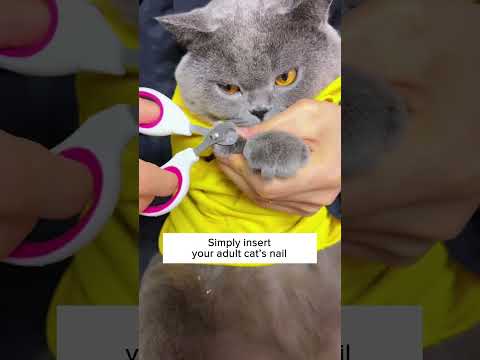 Never Trim Your Cats Nails This Way! 😾
