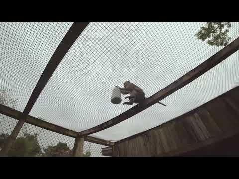 Monkey Jungle in Miami Florida - Fun With The Monkeys!