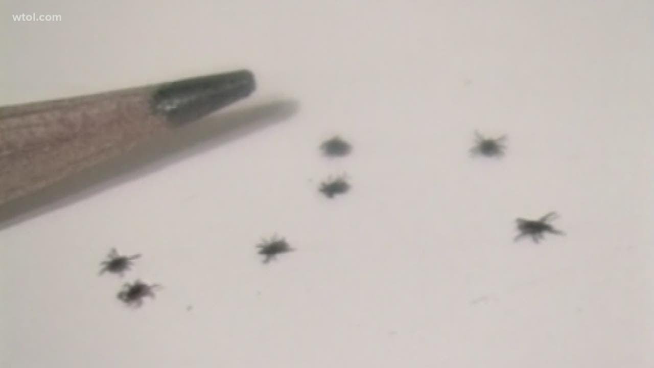 Tick safety for people and pets: What you need to know
