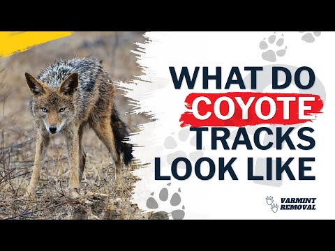 Identifying Coyote Tracks in the Wild