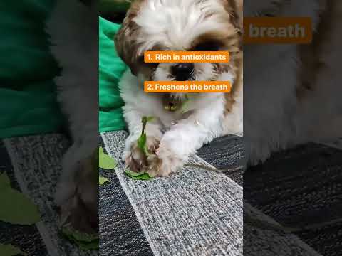 Mint is great for dogs and you can Give it to them as occasional treat’s #shorts #petlovers #shihtzu